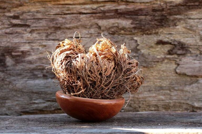 TONOS DE MARRÓN: EXPLORA LOS TONOS DE LA PALETA DE COLORES MARRONES